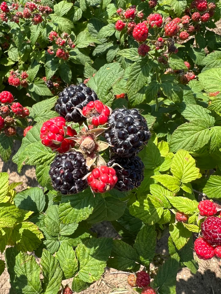 Bayfield Berry Farm, Winery & Distillery