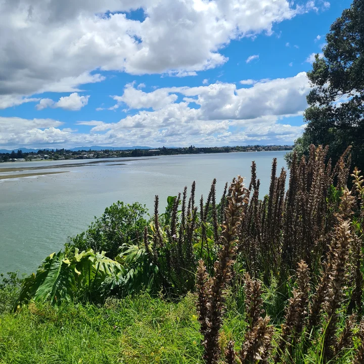 Te Ariki Park in Tauranga | What to Know Before You Go