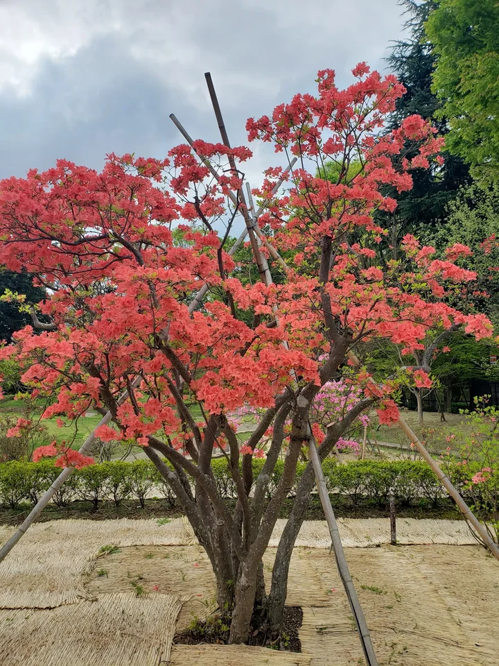 Nerima City Shakujii Matsunokaze Culture Park