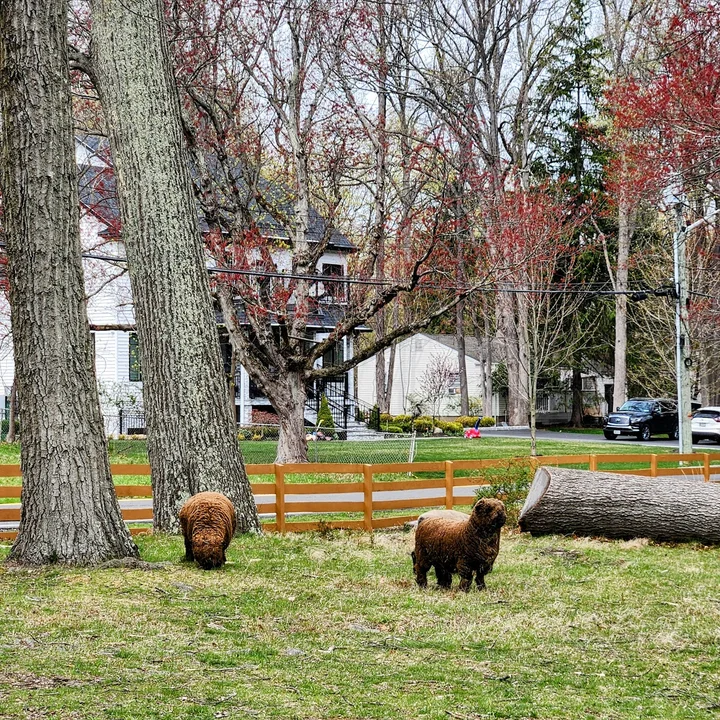 Duryea Farm in Monsey, New York | What to Know Before You Go