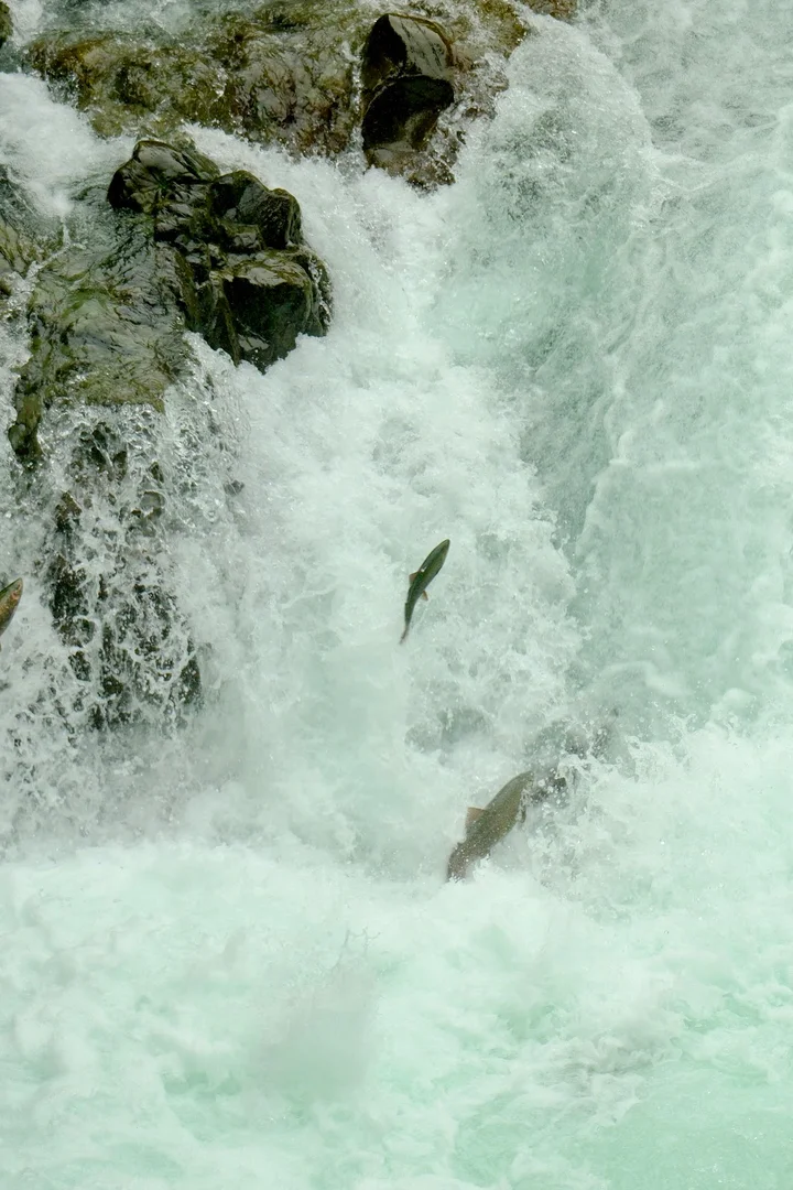 Stamp river fish ladder in Port Alberni - Ask AI | mindtrip