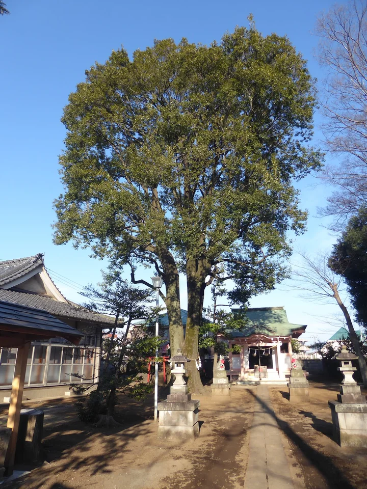 Nerima City Famed Shirakashi tree at Wada Inari Shrine